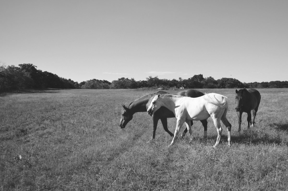 Colt Midstream – Natural Gas Gathering and Processing in the Fort Worth ...